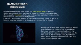 Ribozymes, types of ribozymes. | PPTX
