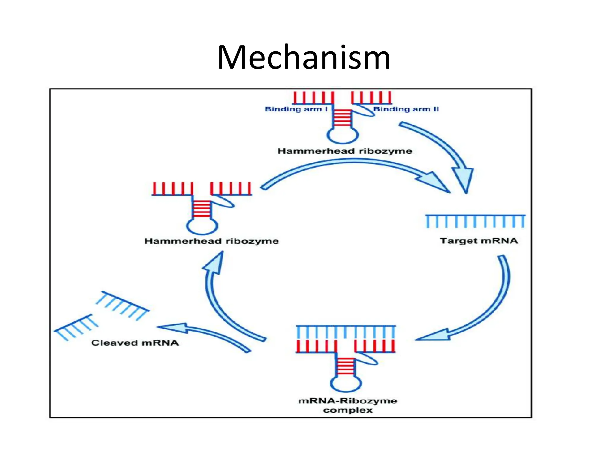 RIBOZYMES, TYPES,CHARACTERISTICS IN BIOTECHNOLOGY. | PPT