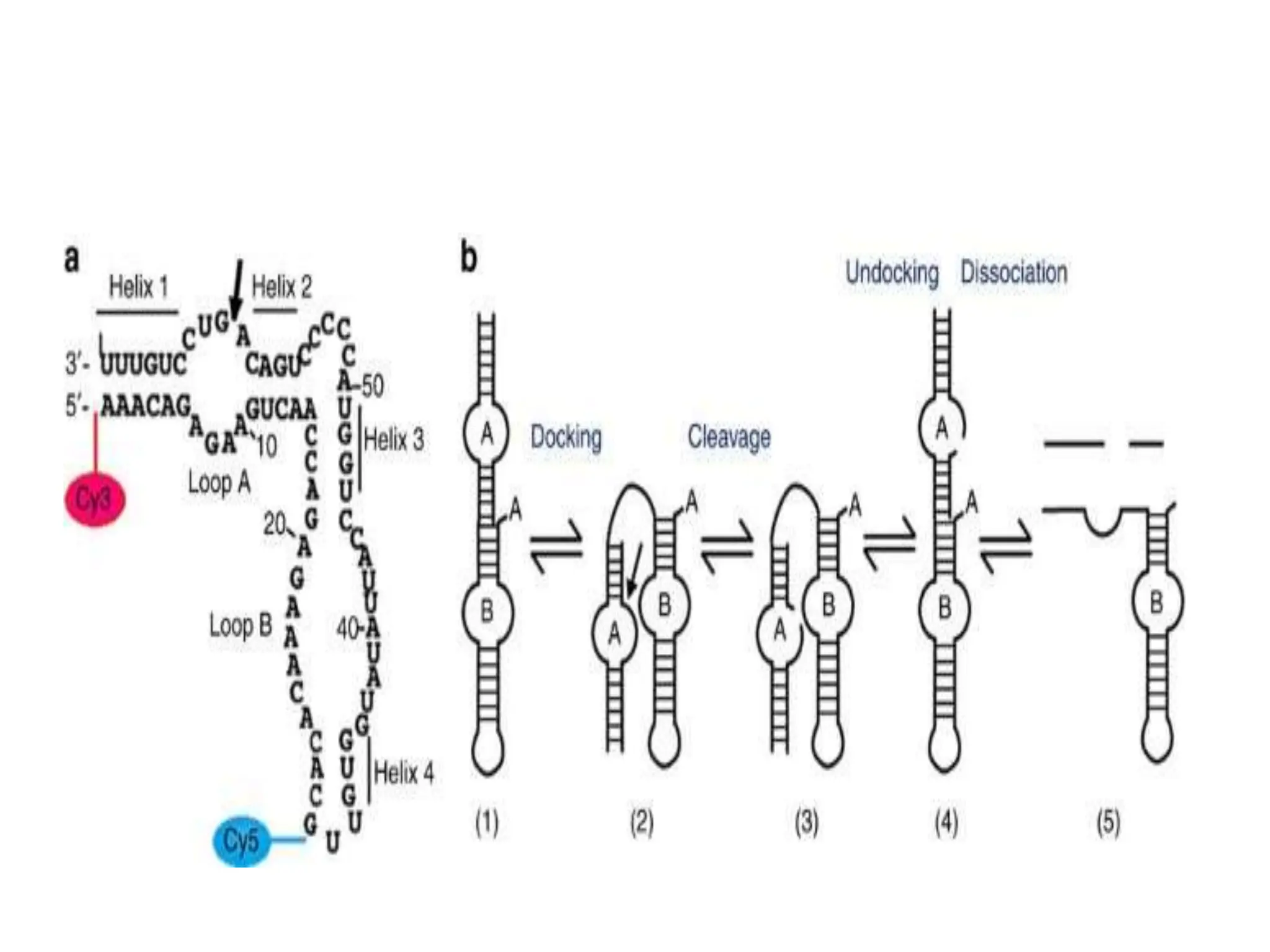 RIBOZYMES, TYPES,CHARACTERISTICS IN BIOTECHNOLOGY. | PPT