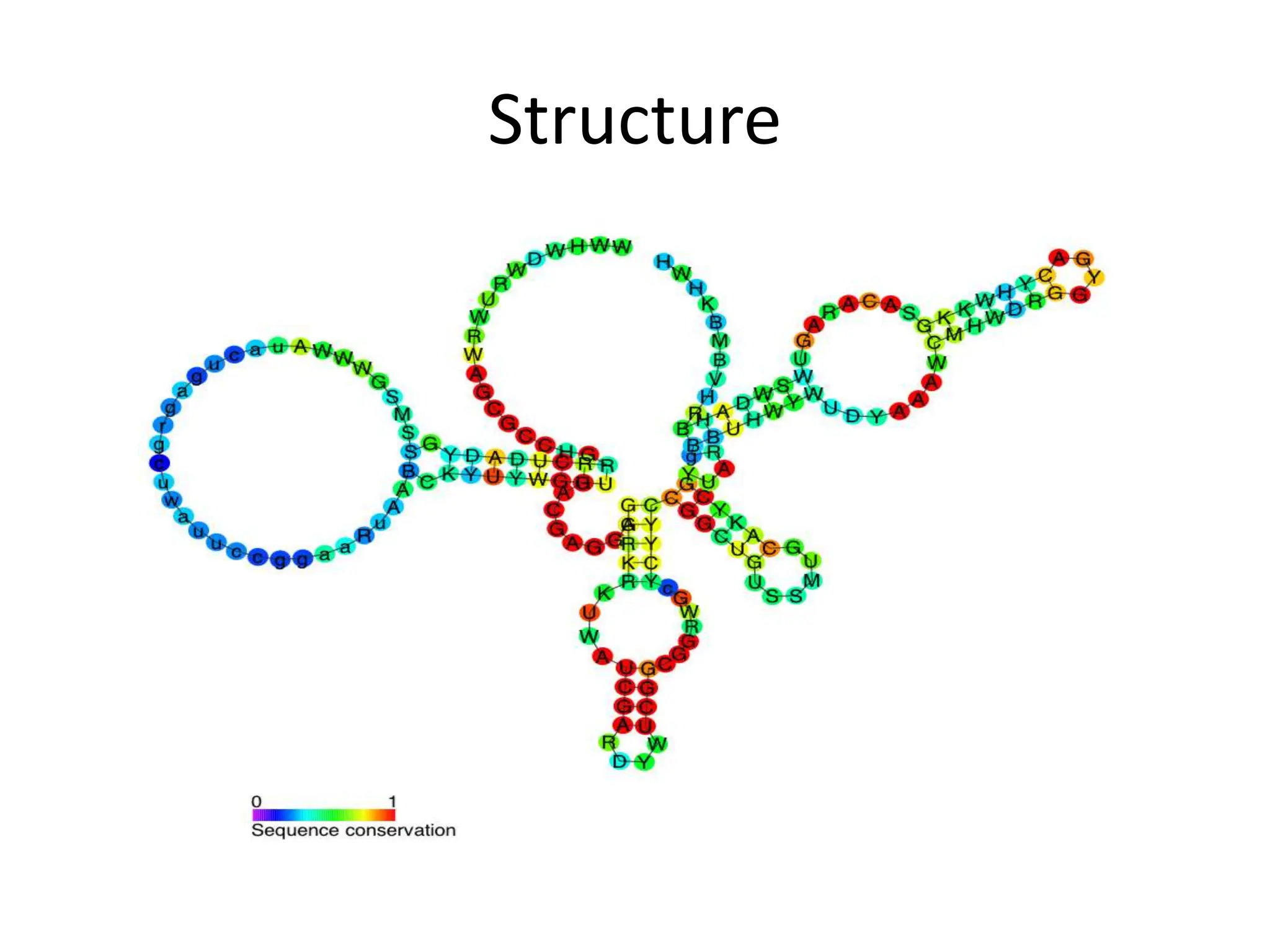 RIBOZYMES, TYPES,CHARACTERISTICS IN BIOTECHNOLOGY. | PPT