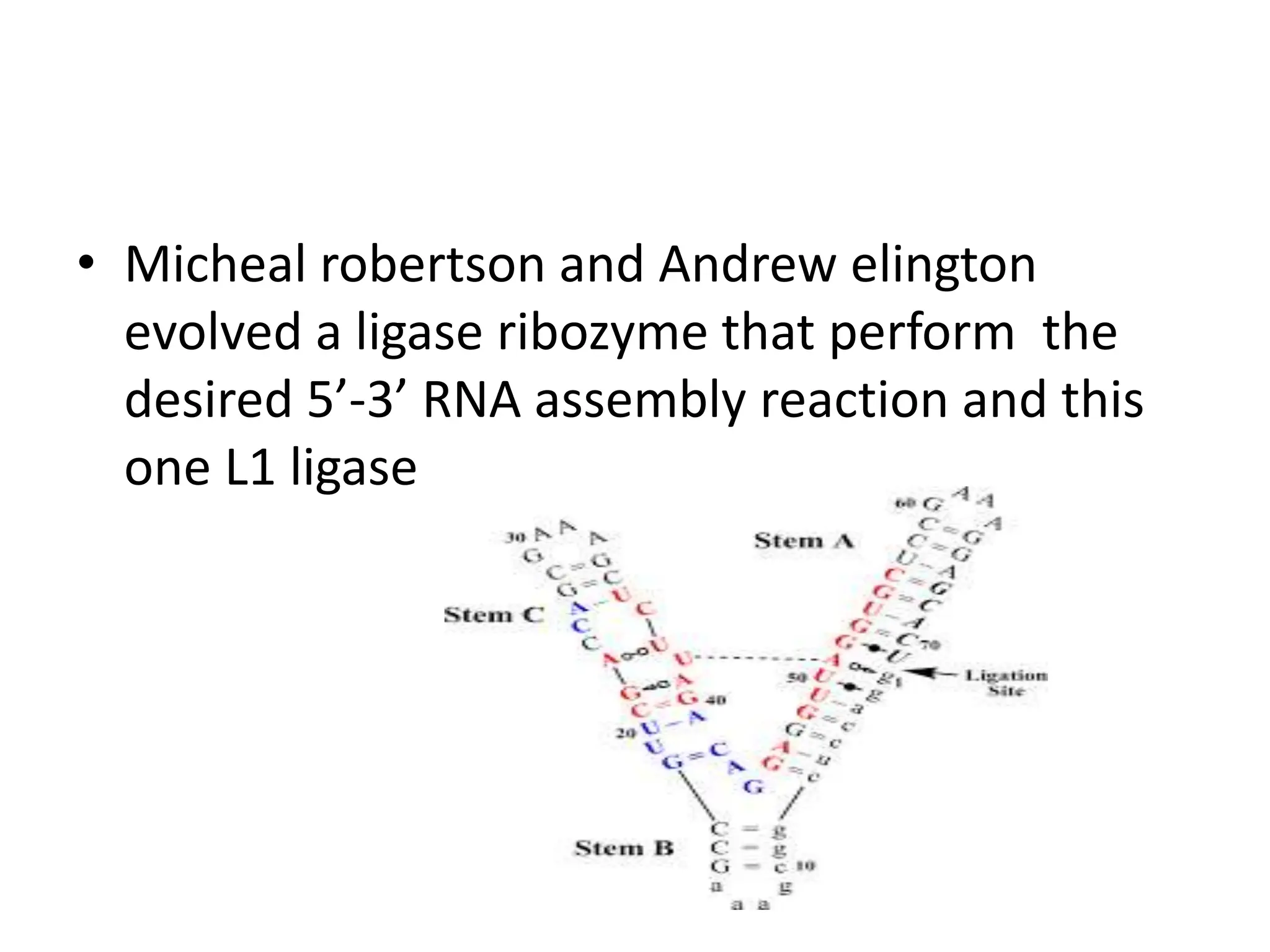 RIBOZYMES, TYPES,CHARACTERISTICS IN BIOTECHNOLOGY. | PPT