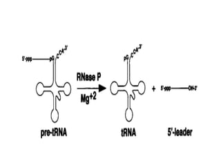 RIBOZYMES, TYPES,CHARACTERISTICS IN BIOTECHNOLOGY. | PPT