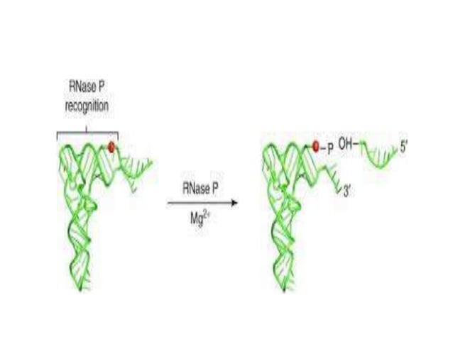 RIBOZYMES, TYPES,CHARACTERISTICS IN BIOTECHNOLOGY. | PPT