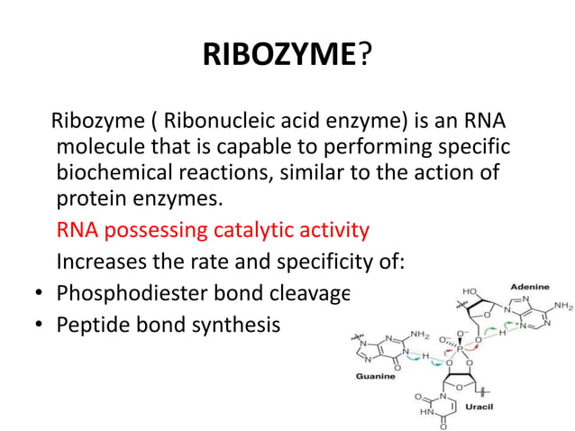 RIBOZYMES, TYPES,CHARACTERISTICS IN BIOTECHNOLOGY. | PPT