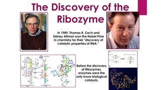 Ribozymes : Biochemistry of Ribozymes and Catalytic Antibodies | PPTX