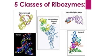 Ribozymes : Biochemistry of Ribozymes and Catalytic Antibodies | PPTX