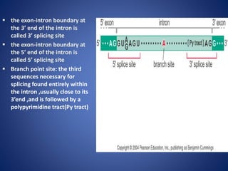 Ribozymes, enzymology by kk sahu | PPT