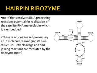 Ribozyme technology | PPTX | Chemistry | Science