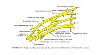 RADIATION INDUCED BRACHIAL PLEXUS NEUROPATHY | PPT