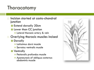 Thoracotomy in Cattle & Horses | PPTX