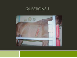 Thoracotomy in Cattle & Horses | PPTX