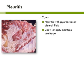 Thoracotomy in Cattle & Horses | PPTX