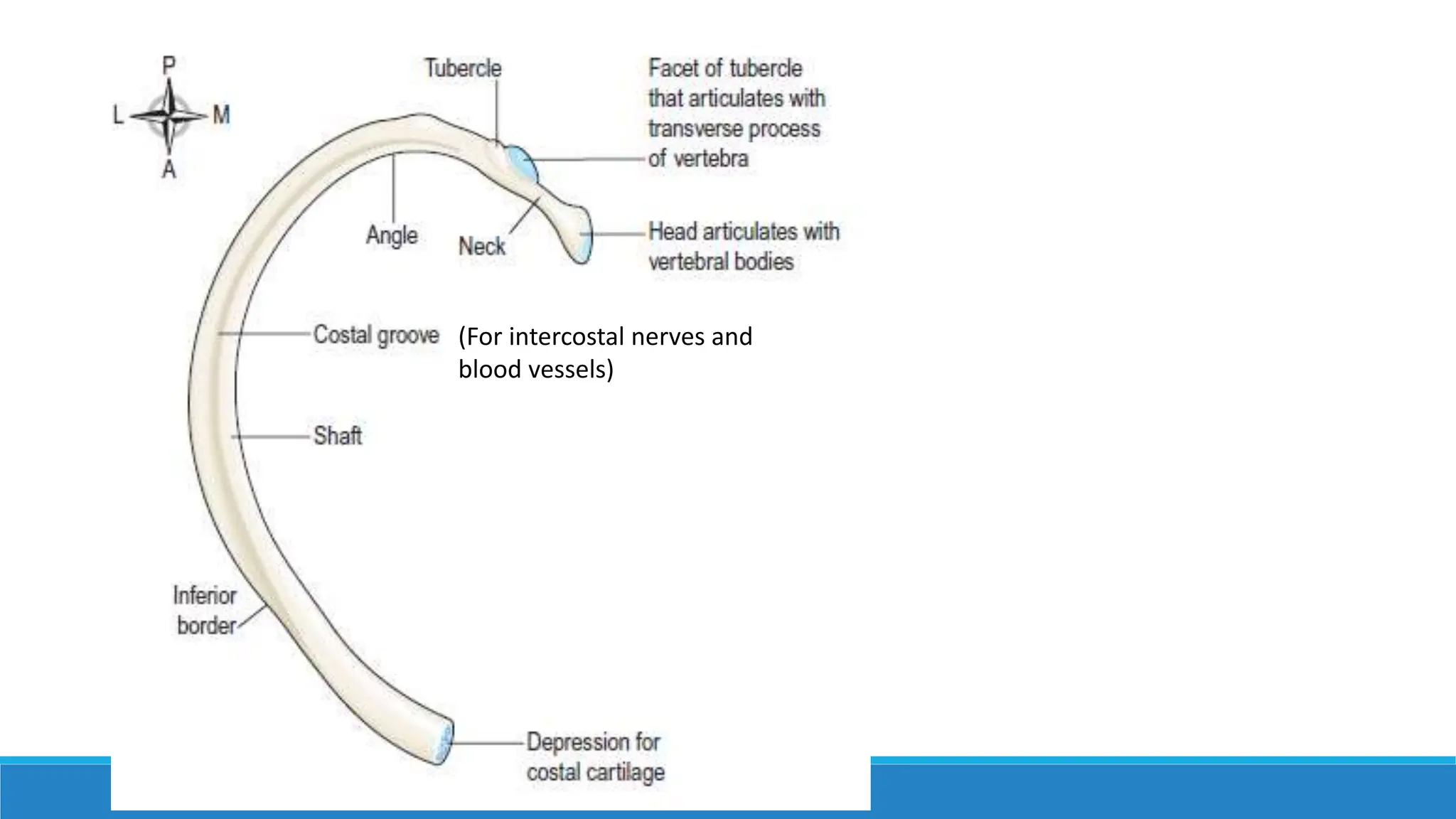 Anatomy of RIBS and the thoracic cage with function | PPTX