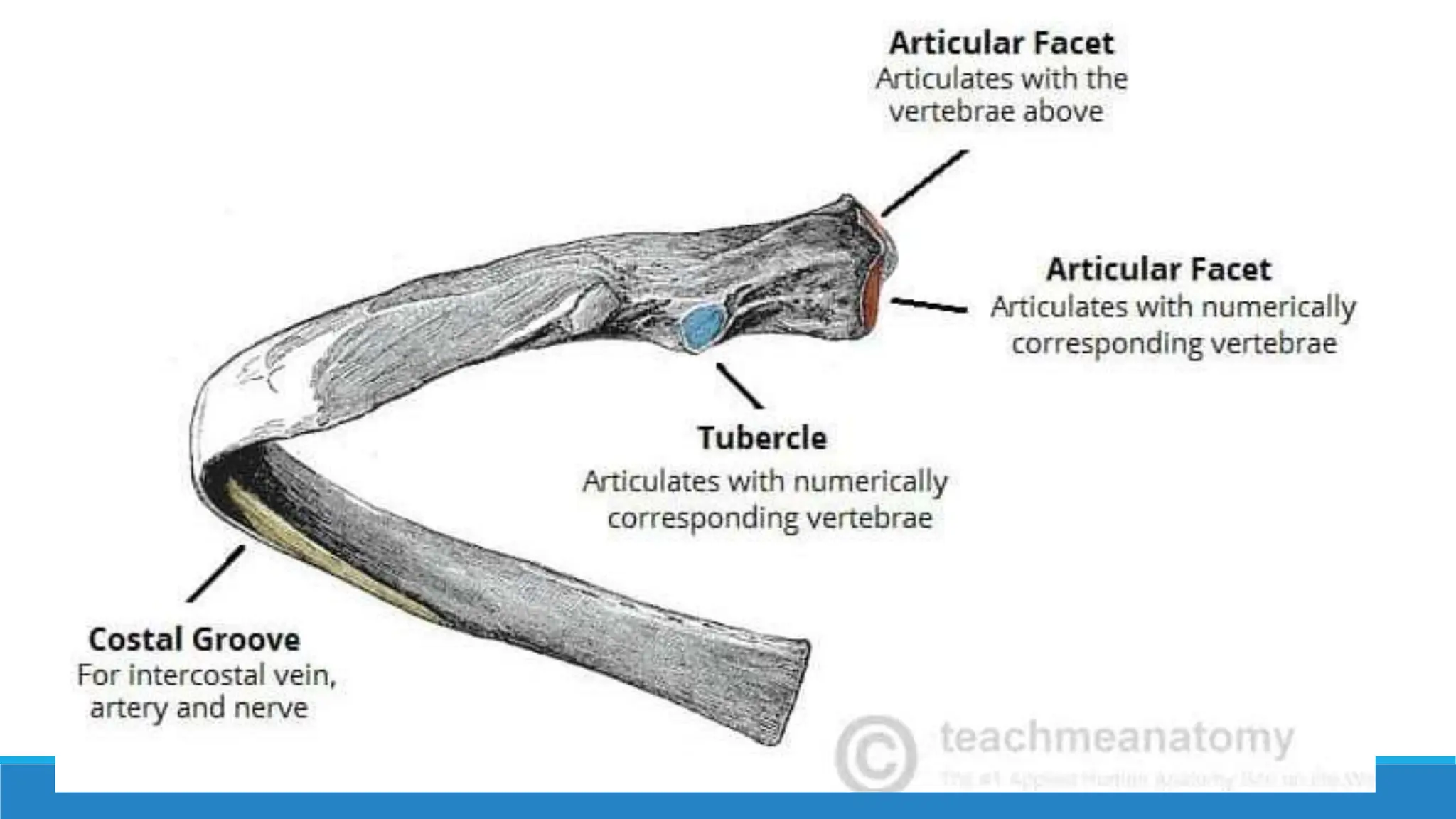 Anatomy of RIBS and the thoracic cage with function | PPTX