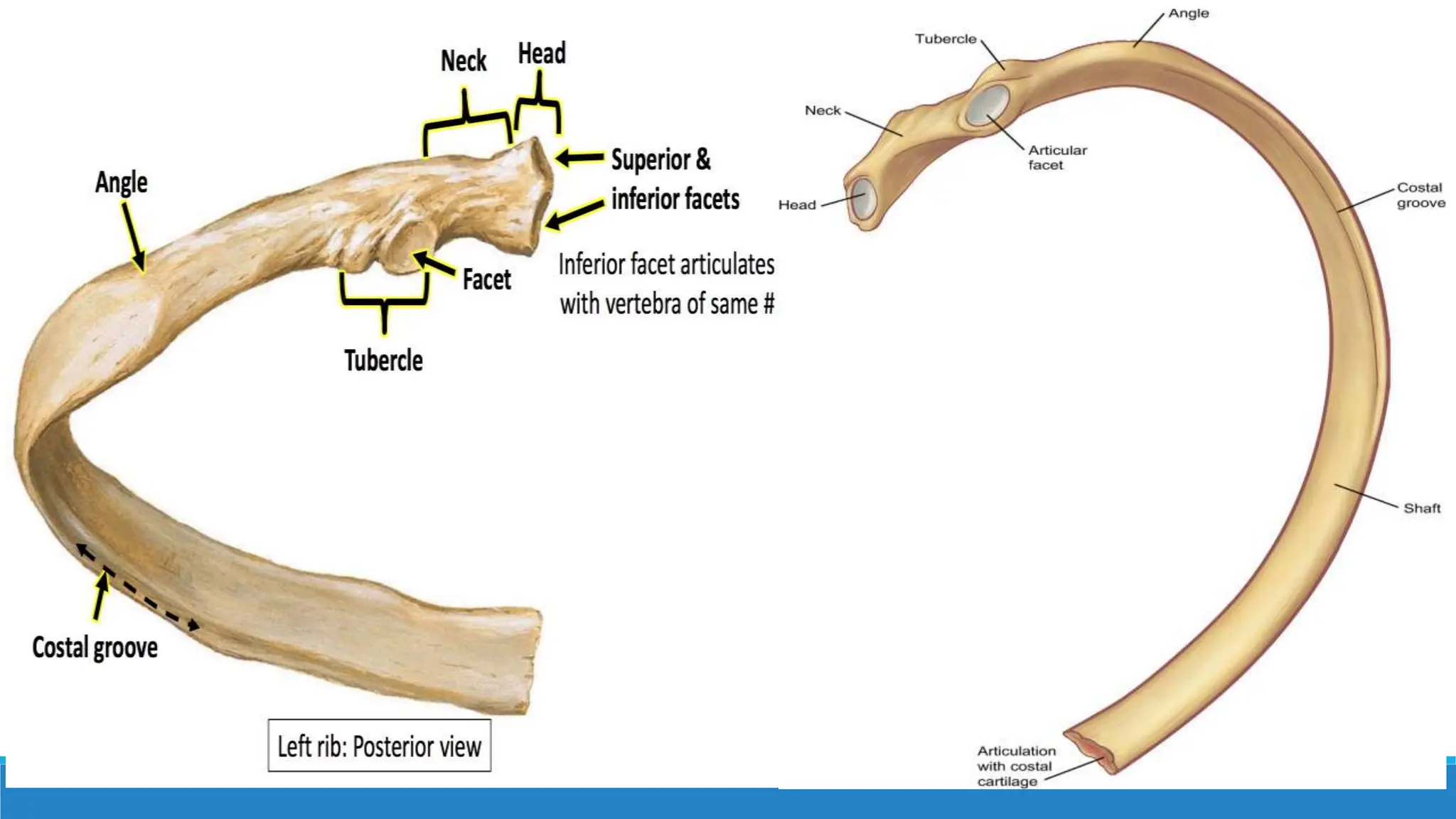 Anatomy of RIBS and the thoracic cage with function | PPTX
