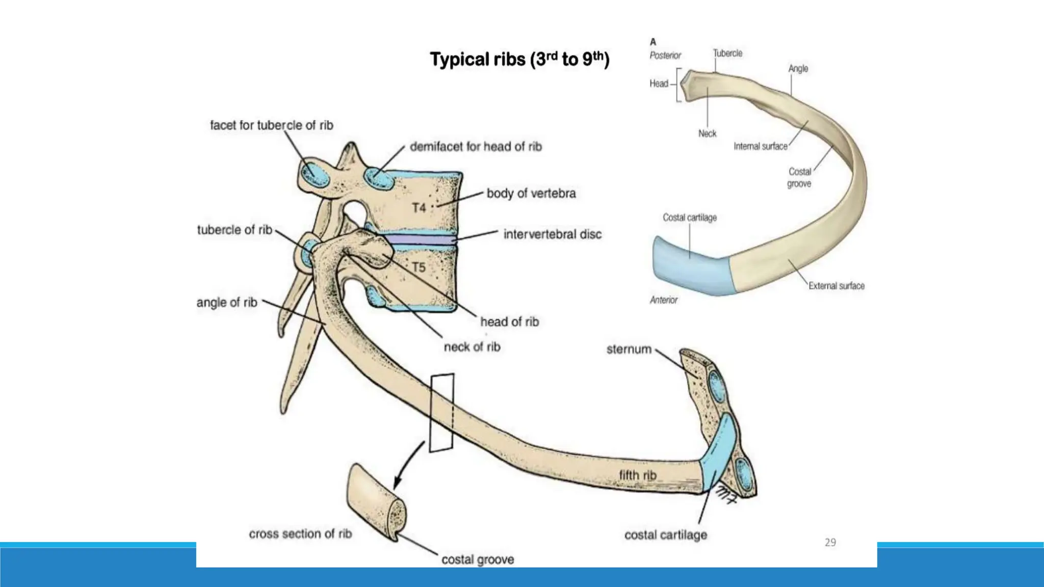 Anatomy of RIBS and the thoracic cage with function | PPTX