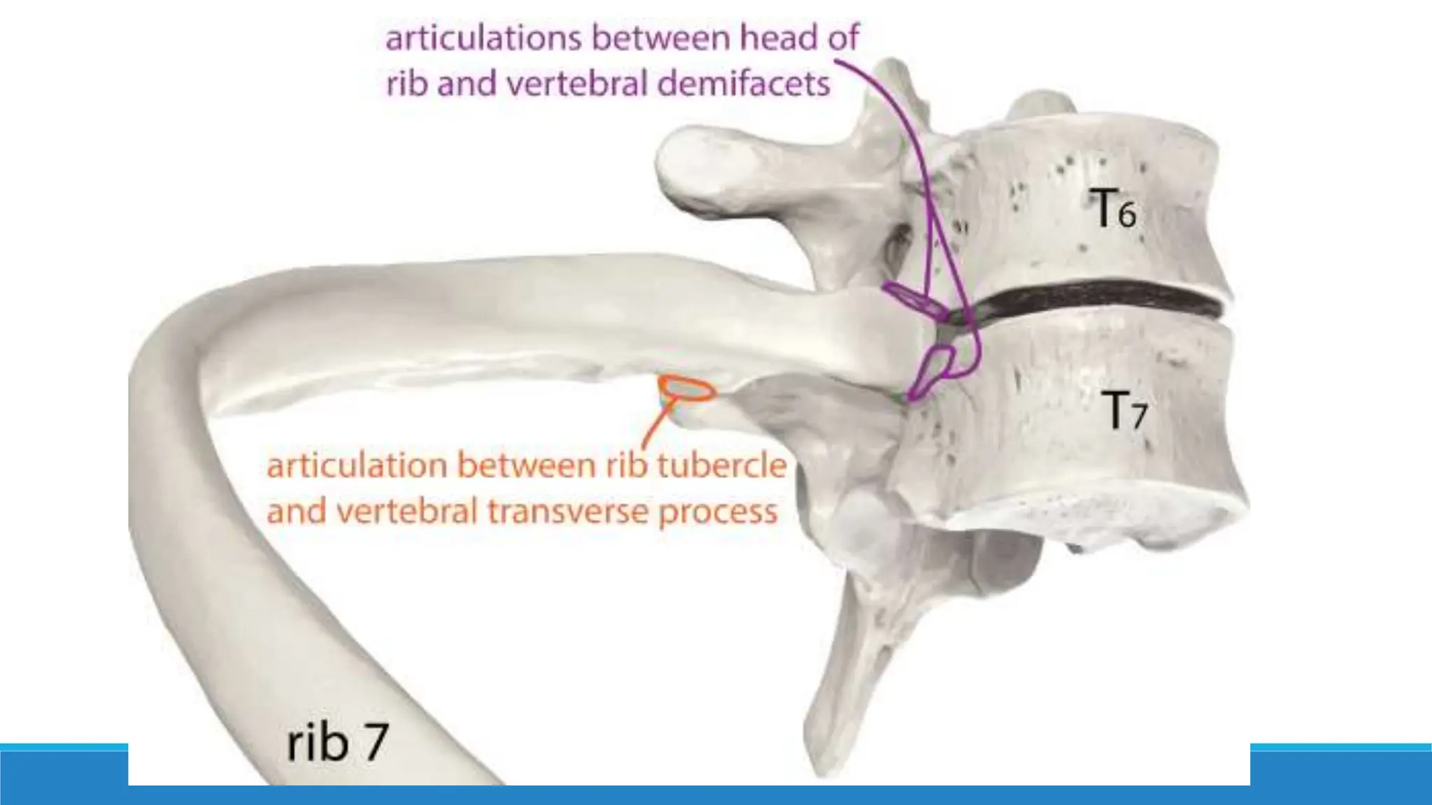 Anatomy of RIBS and the thoracic cage with function | PPTX