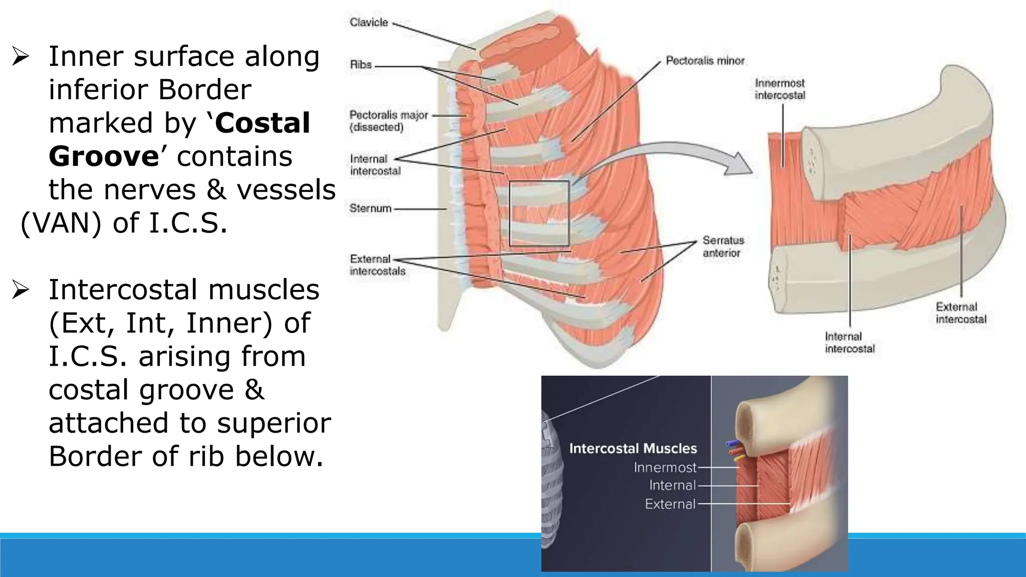 Anatomy of RIBS and the thoracic cage with function | PPTX