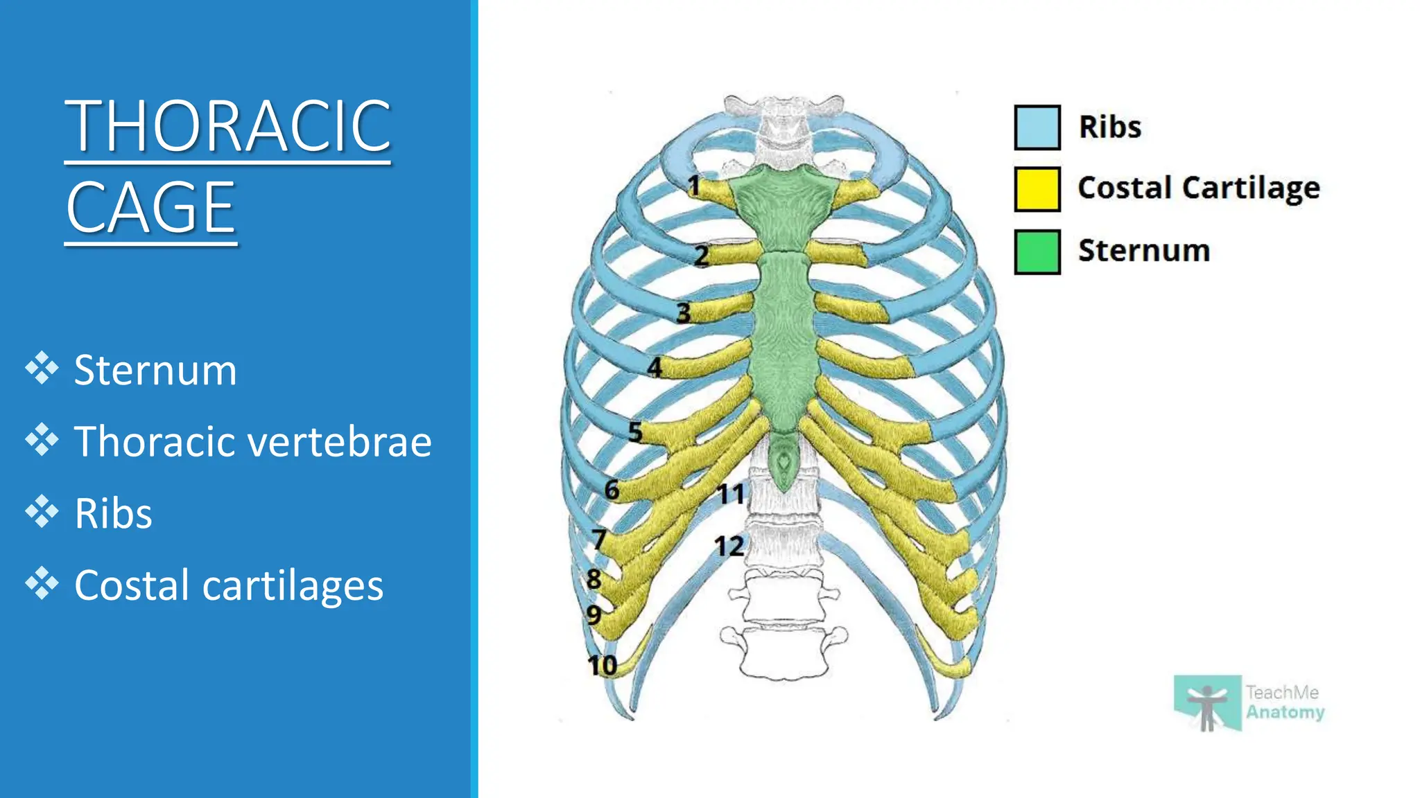 Anatomy of RIBS and the thoracic cage with function | PPTX | Death ...