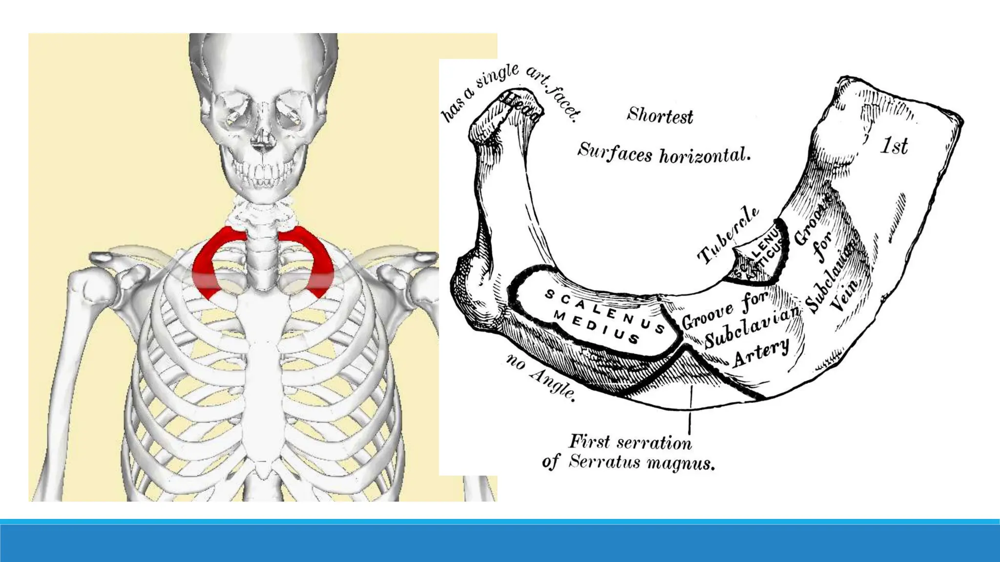 Anatomy of RIBS and the thoracic cage with function | PPTX