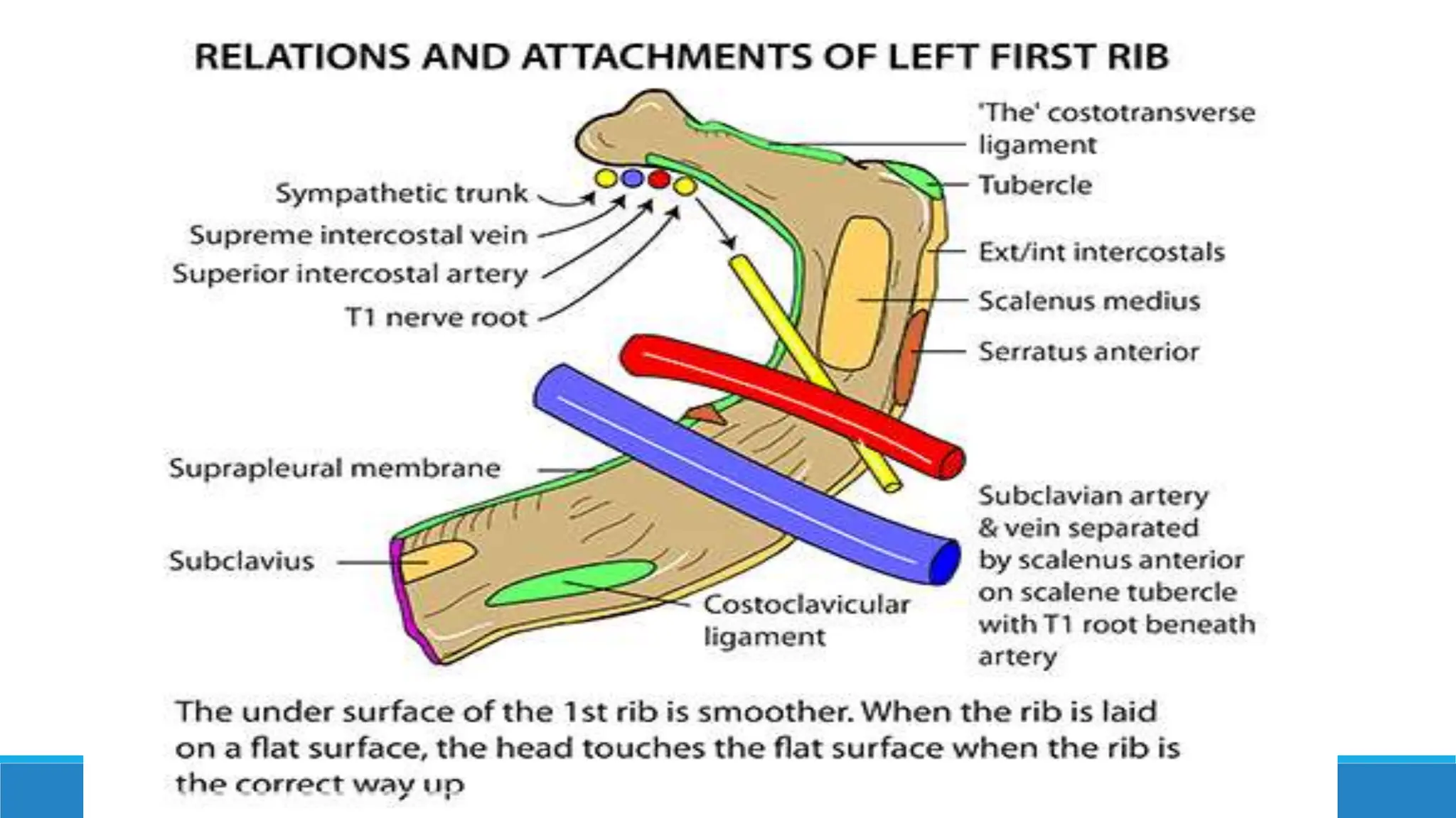 Anatomy of RIBS and the thoracic cage with function | PPTX