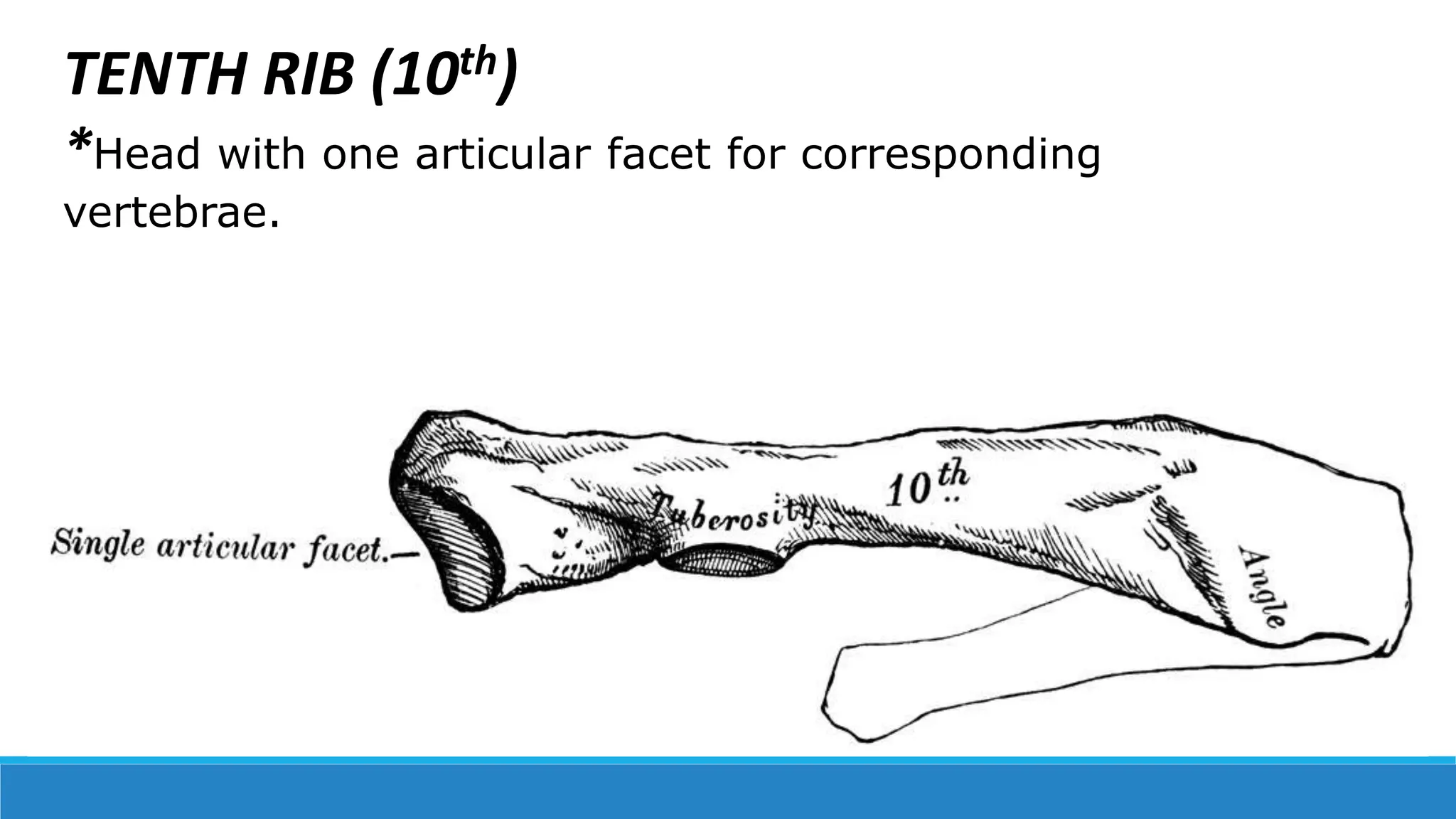 Anatomy Of Ribs And The Thoracic Cage With Function Ppt