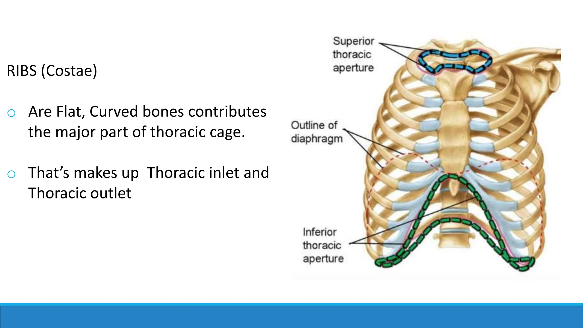 Anatomy of RIBS and the thoracic cage with function | PPTX
