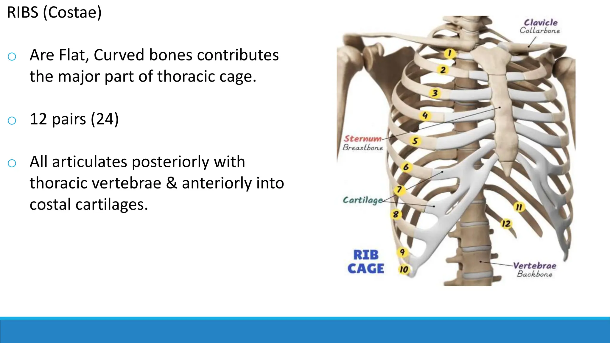 Anatomy of RIBS and the thoracic cage with function | PPTX
