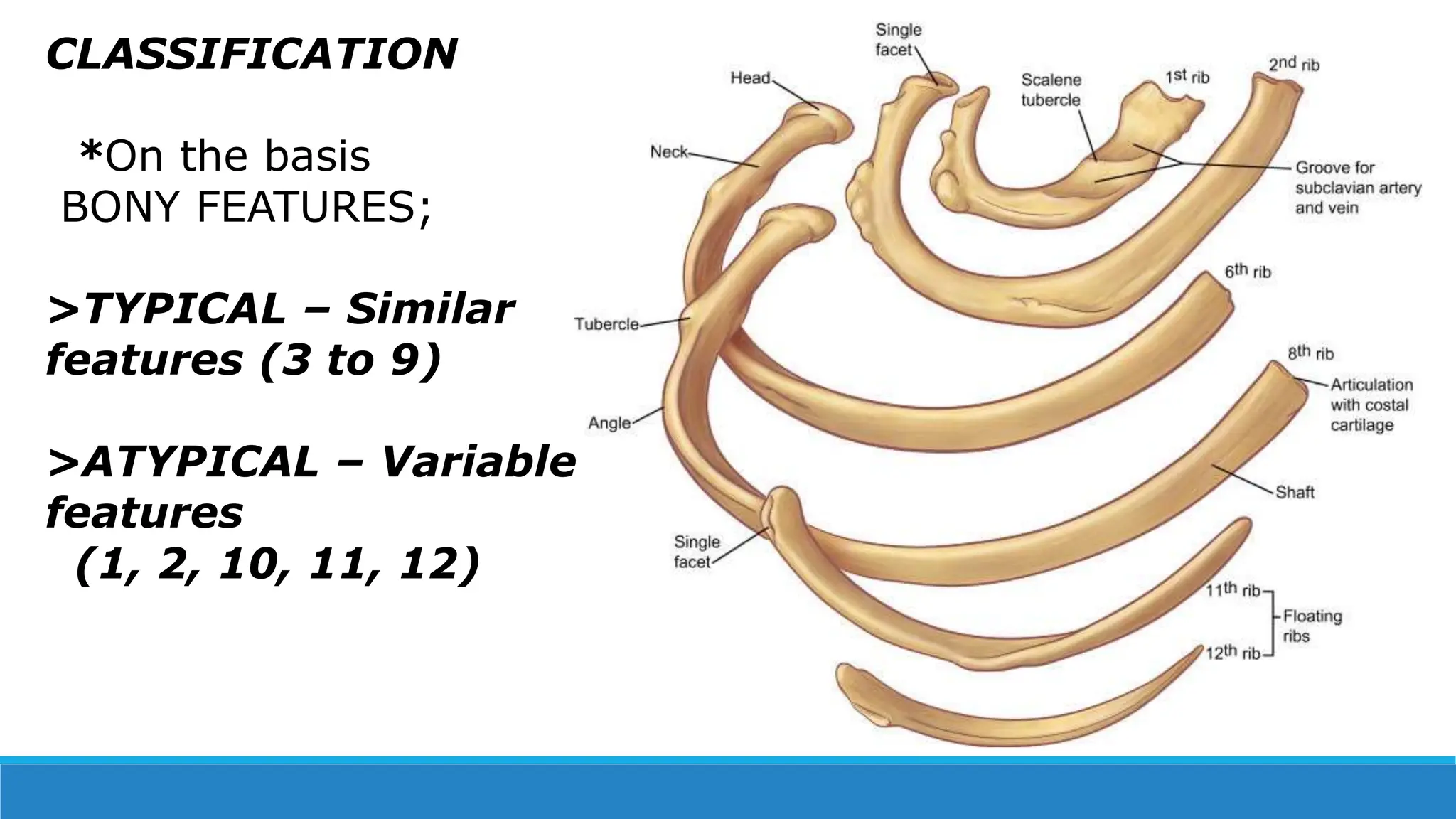 Anatomy of RIBS and the thoracic cage with function | PPTX