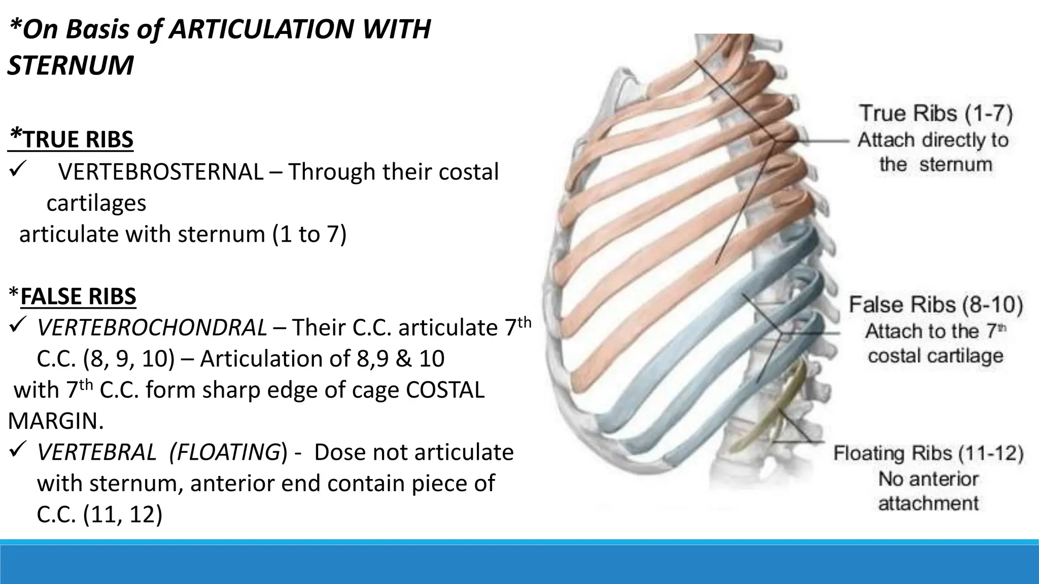 Anatomy of RIBS and the thoracic cage with function | PPTX