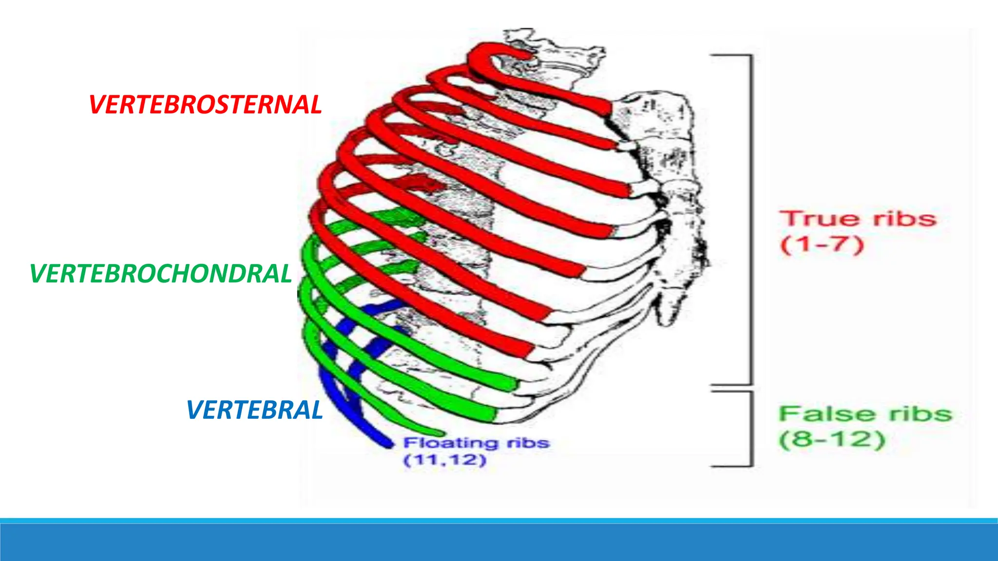 Anatomy Of Ribs And The Thoracic Cage With Function Ppt