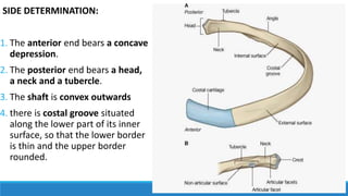 Anatomy of RIBS and the thoracic cage with function | PPTX
