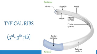 Anatomy of RIBS and the thoracic cage with function | PPTX