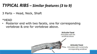 Anatomy of RIBS and the thoracic cage with function | PPTX