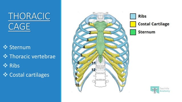 Anatomy of RIBS and the thoracic cage with function | PPTX | Death ...