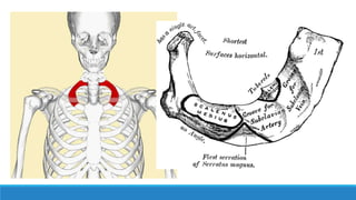 Anatomy of RIBS and the thoracic cage with function | PPTX