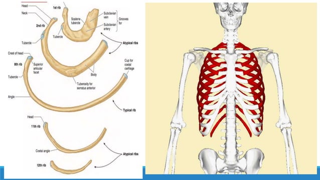 Anatomy of RIBS and the thoracic cage with function | PPTX | Death ...