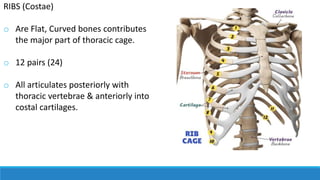 Anatomy of RIBS and the thoracic cage with function | PPTX