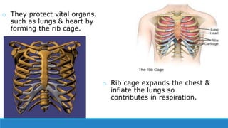 Anatomy of RIBS and the thoracic cage with function | PPTX