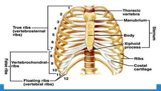 Anatomy of RIBS and the thoracic cage with function | PPTX