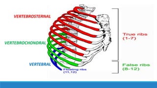 Anatomy of RIBS and the thoracic cage with function | PPTX