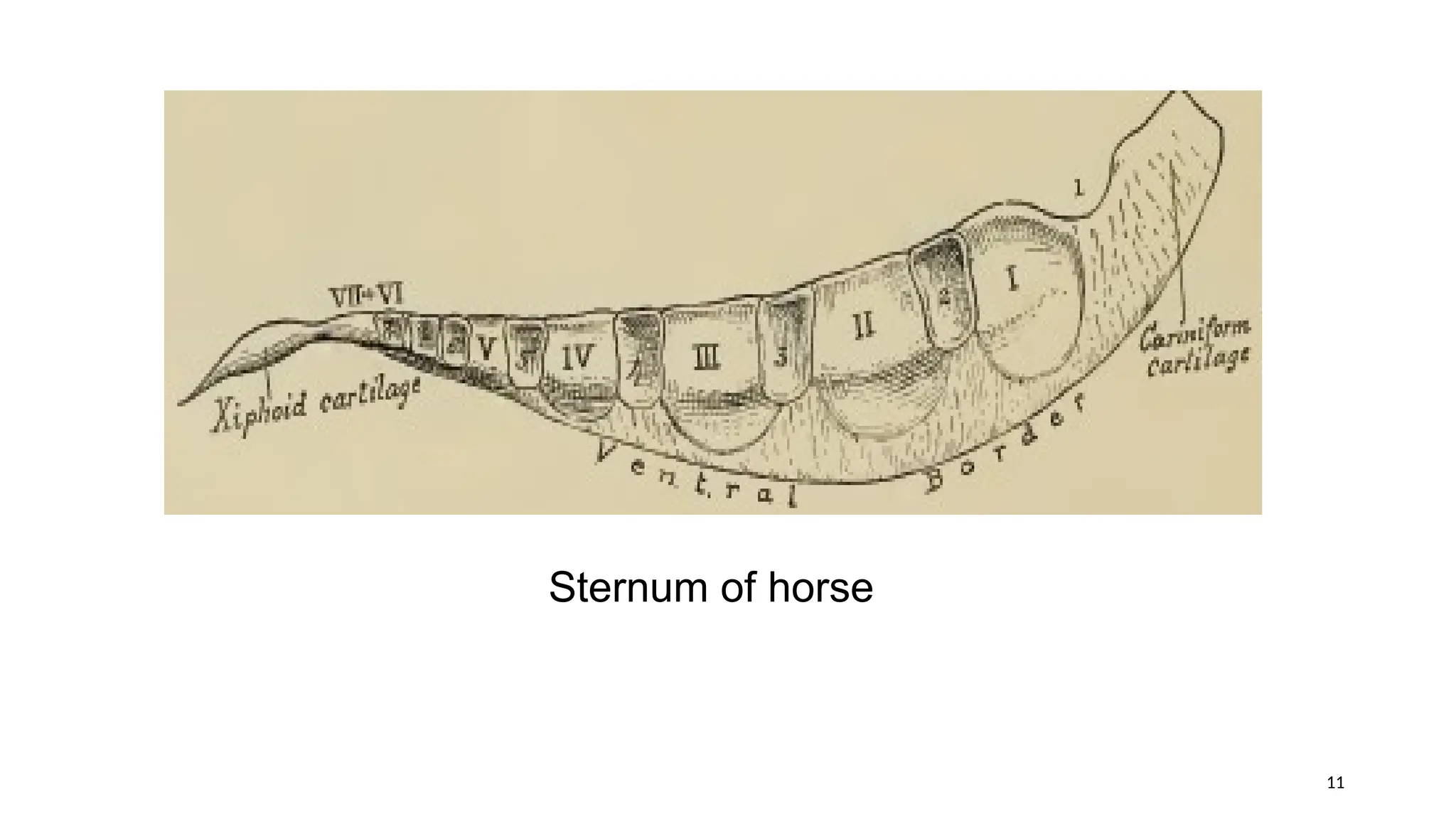 ribs, sternum anatomy veterinary. .pptx