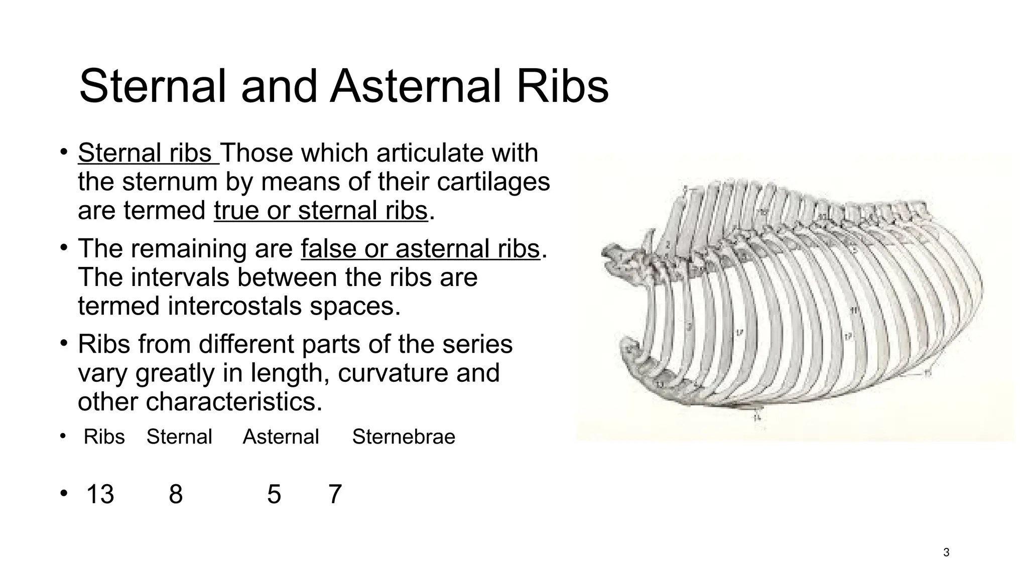 ribs, sternum anatomy veterinary. .pptx