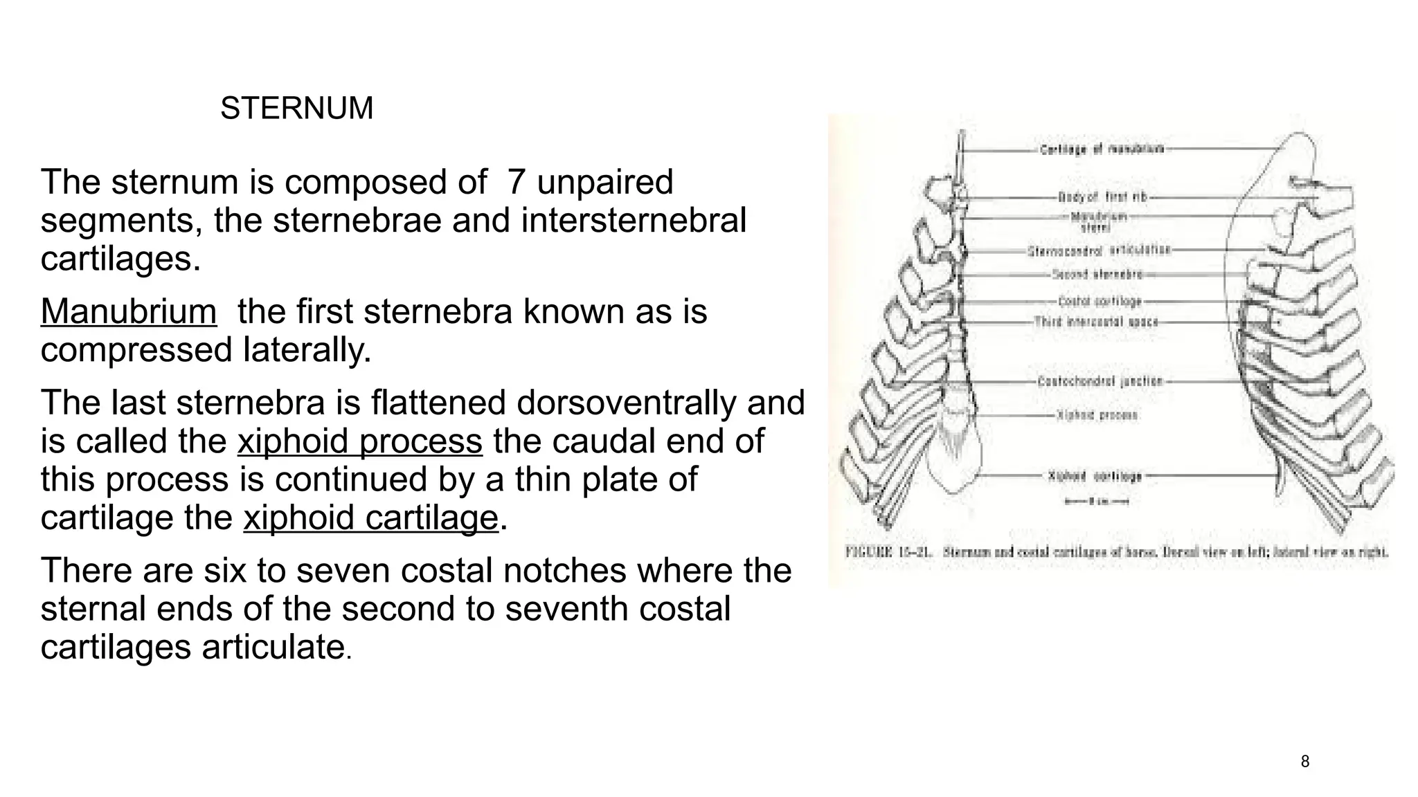ribs, sternum anatomy veterinary. .pptx