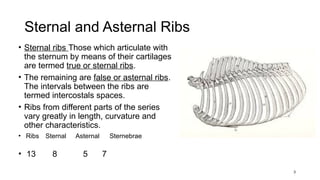 ribs, sternum anatomy veterinary. .pptx