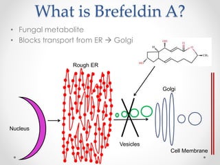 RIC1 GFP pollen morphology, growth patterns, and Brefeldin A | PPTX