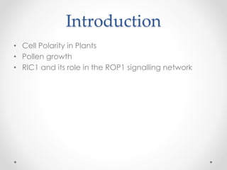 RIC1 GFP pollen morphology, growth patterns, and Brefeldin A | PPTX ...