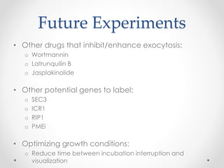 RIC1 GFP pollen morphology, growth patterns, and Brefeldin A | PPTX ...