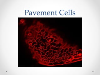 RIC1 GFP pollen morphology, growth patterns, and Brefeldin A | PPTX ...
