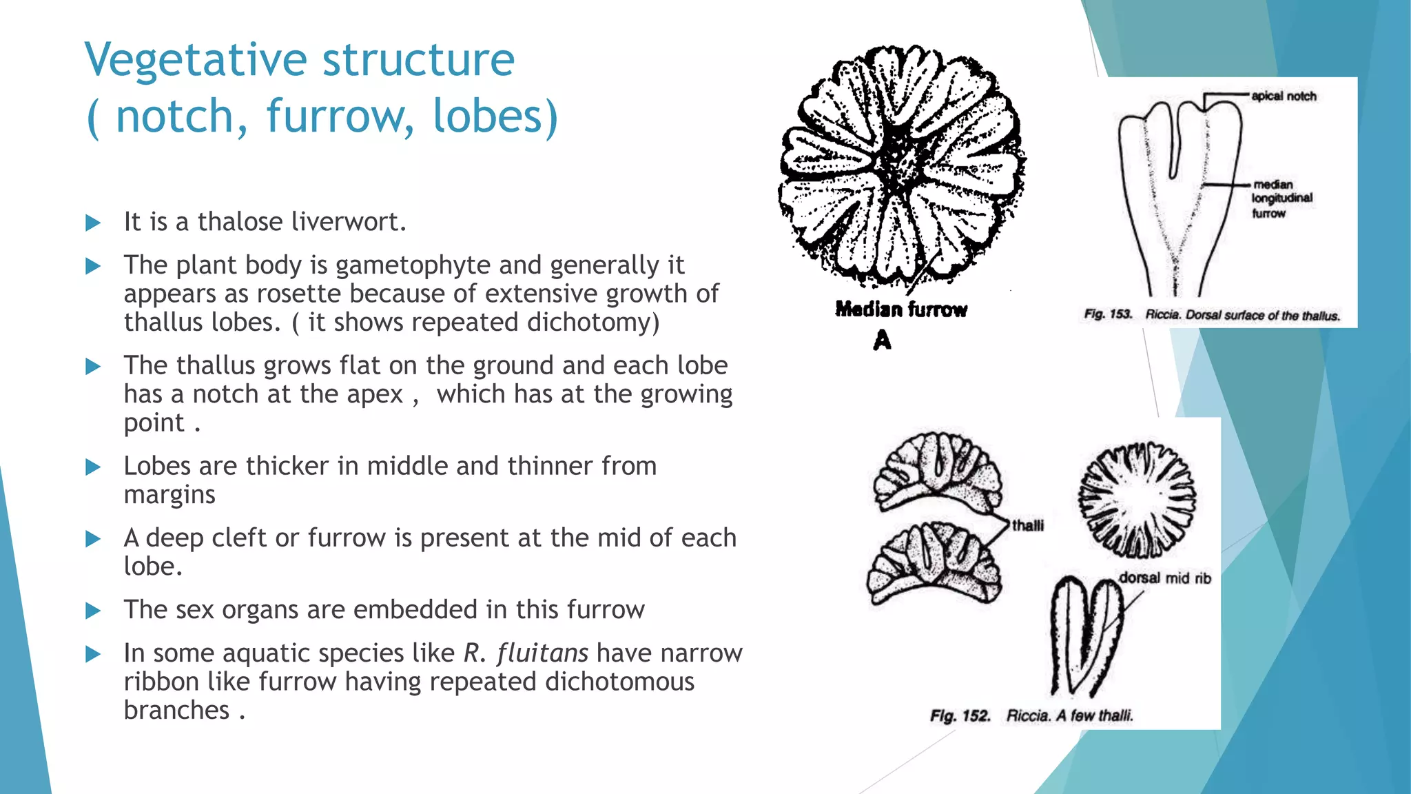 Riccia Bryophytes presentation | PDF